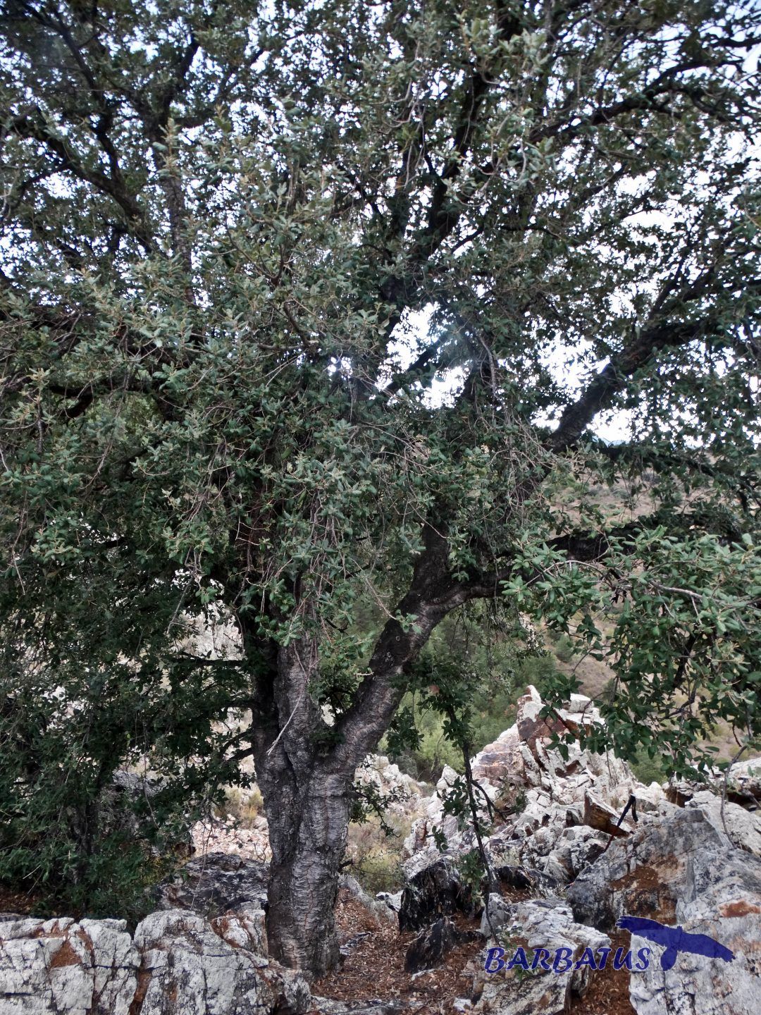ALCORNOQUE (Quercus suber) | Son de Aragón